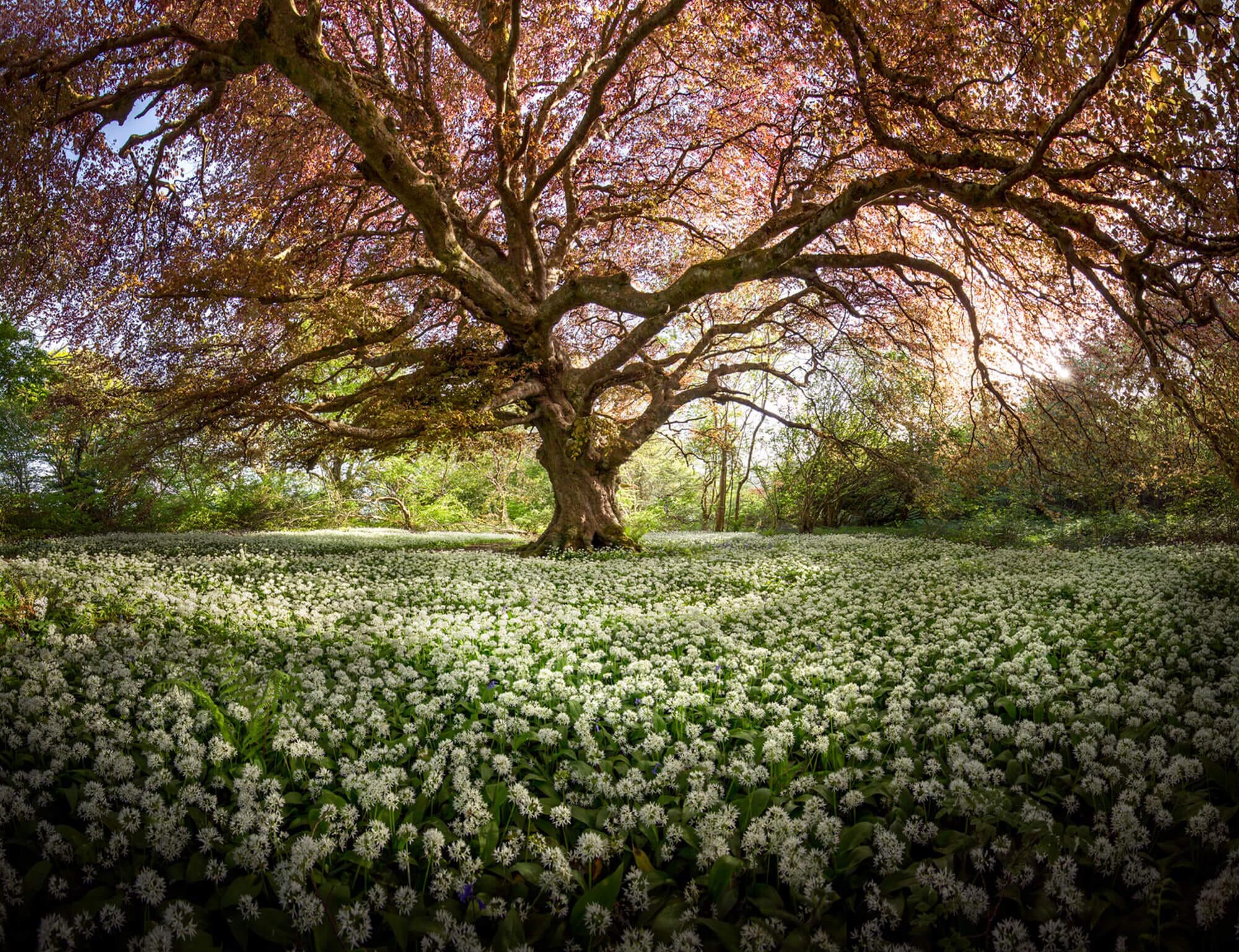 Woods Collection | Irish Landscape Photography Prints